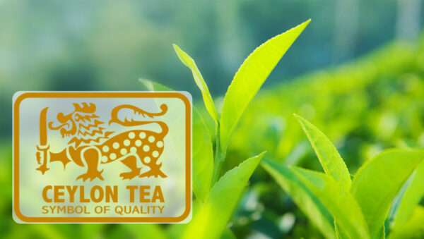 What Is Ceylon Tea? - Eminent Tea - Best of Ceylon Tea